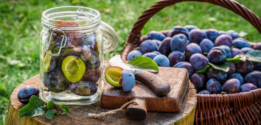 Das sind die 5 besten Pflaumensorten für Ihren Garten → Hier erfahren ...